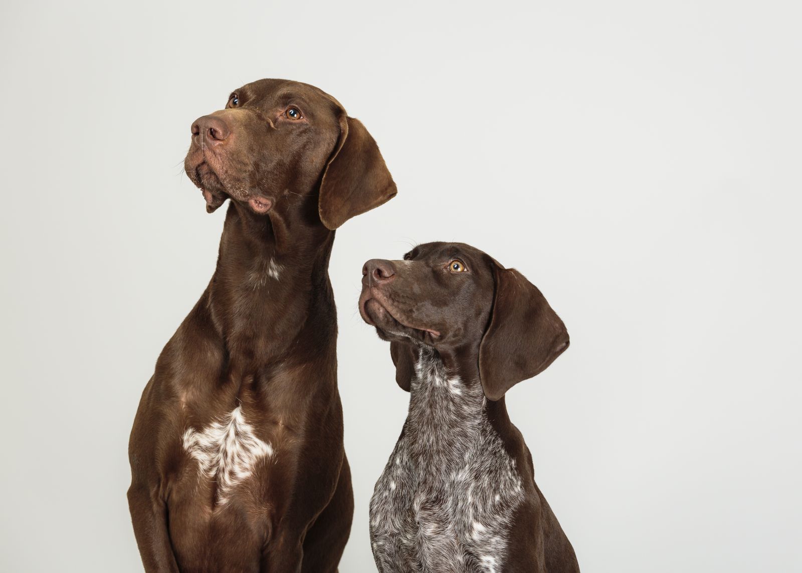 Veterinary Specialists | Anderson Moores | Hampshire