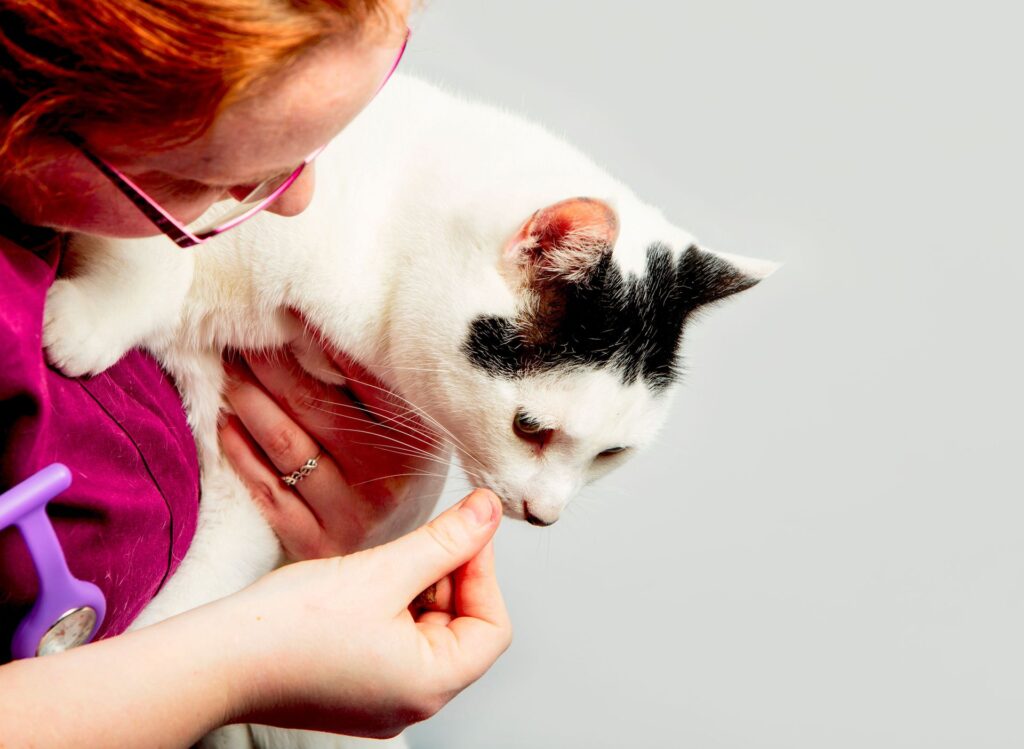Feline Hyperthyroid Information | Anderson Moores