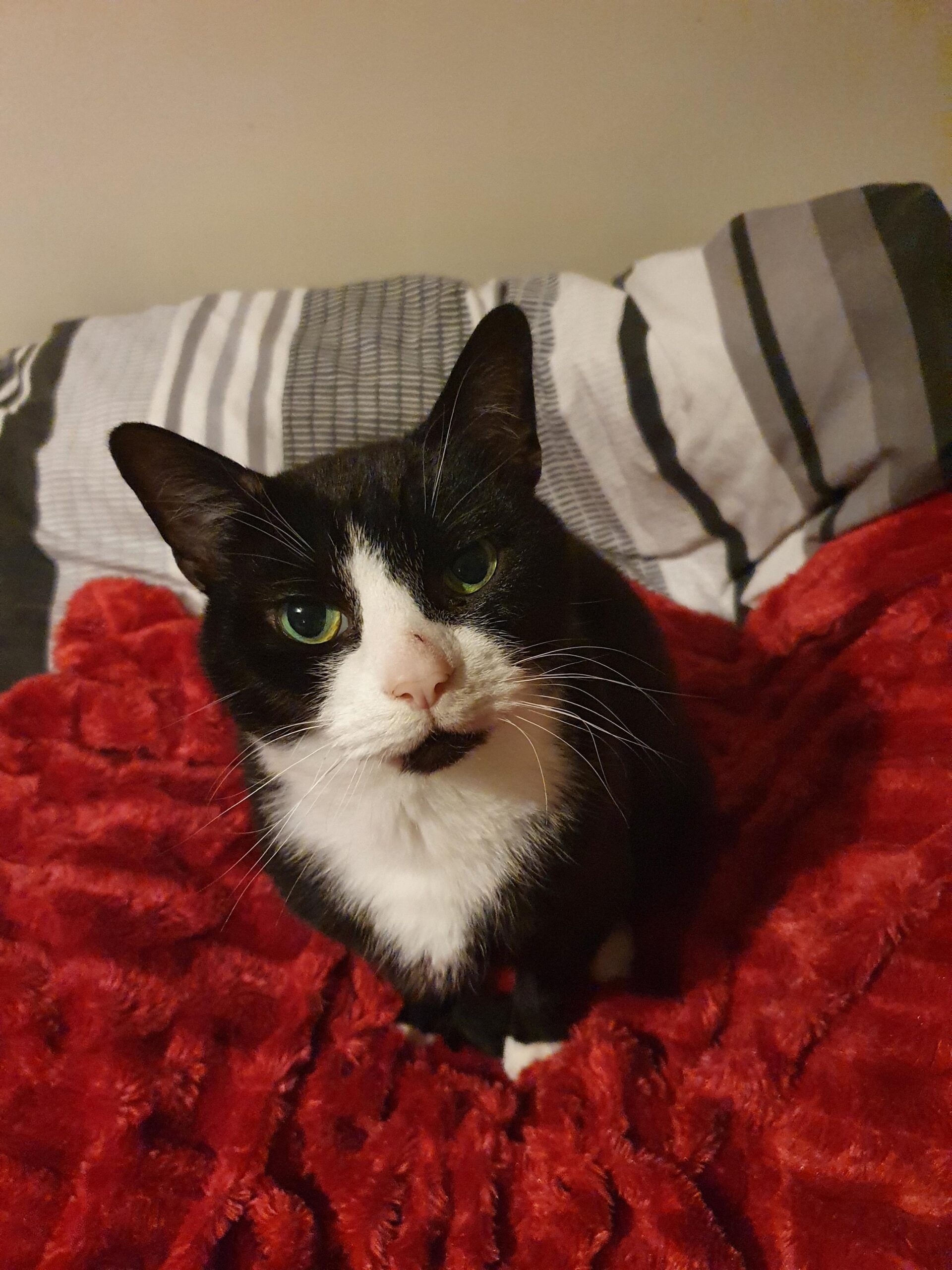 Hobbs Story | Anderson Moore | Hampshire