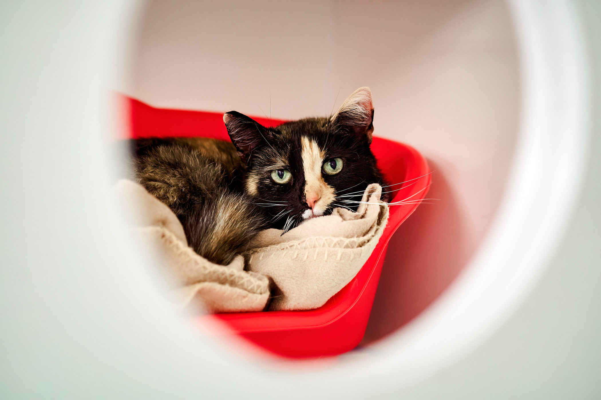 Milly's happy home | Anderson Moores | Hampshire, Dorset, Sussex
