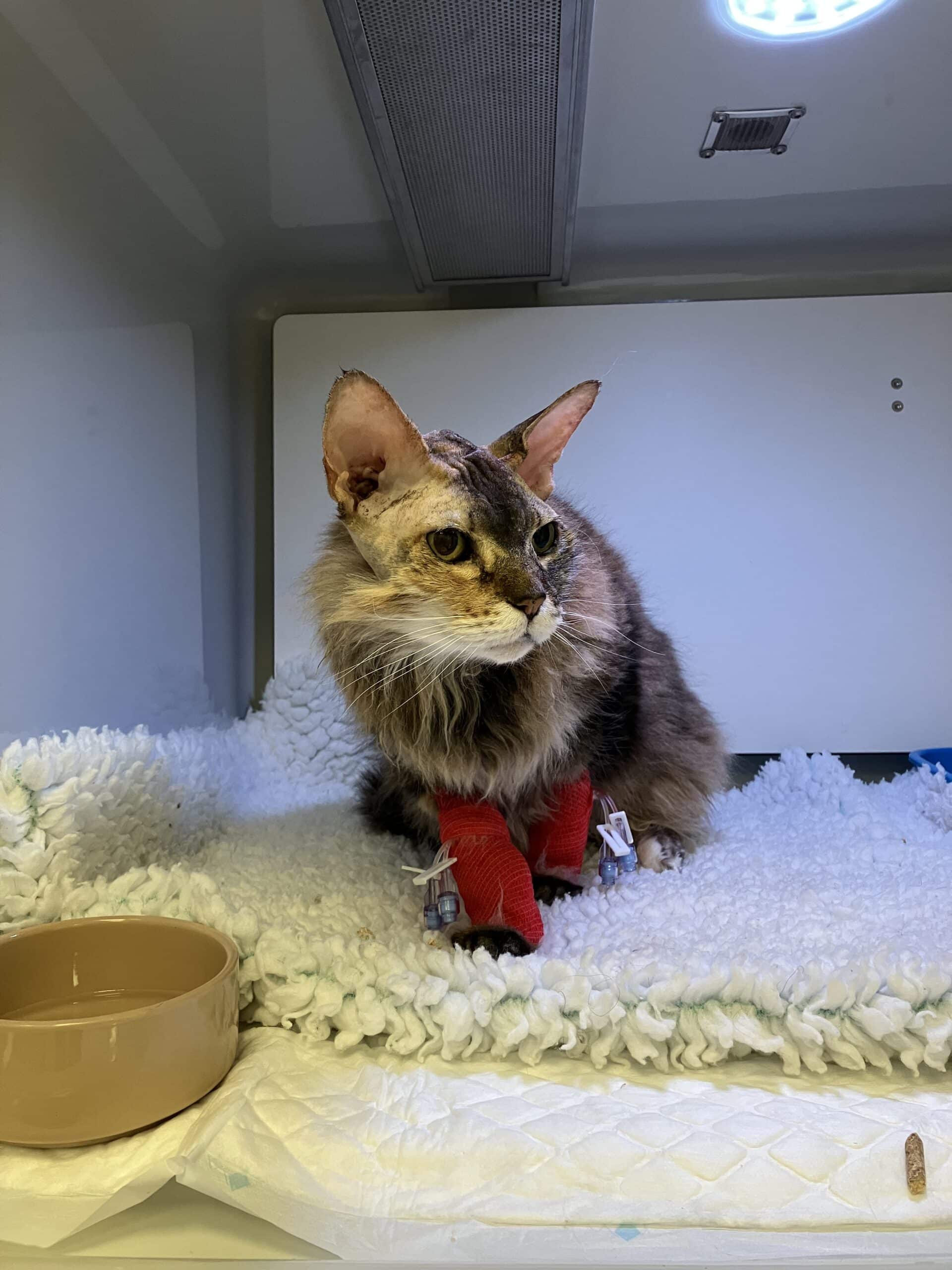 Ruby's Crucial Brain Surgery | Anderson Moore | Winchester