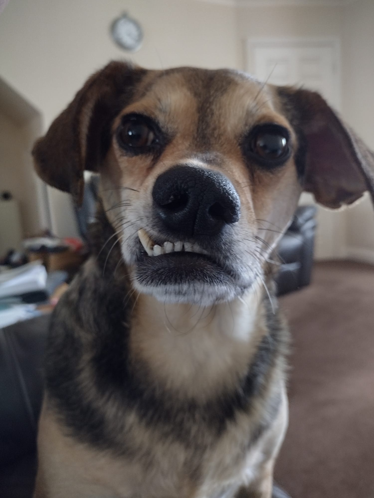 Goofy's Rare Brain Defect | Anderson Moores