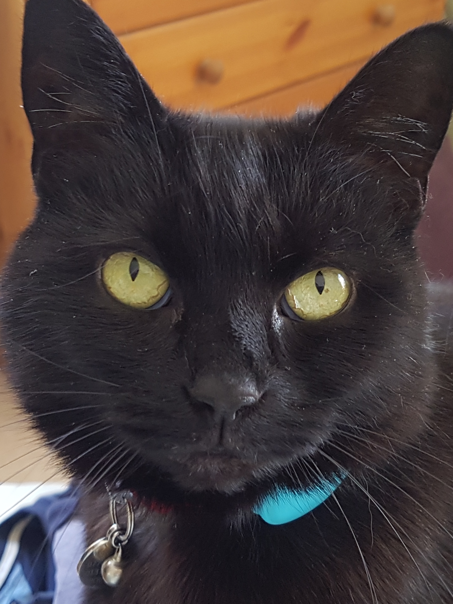 Sophie's Scary Journey | Anderson Moores