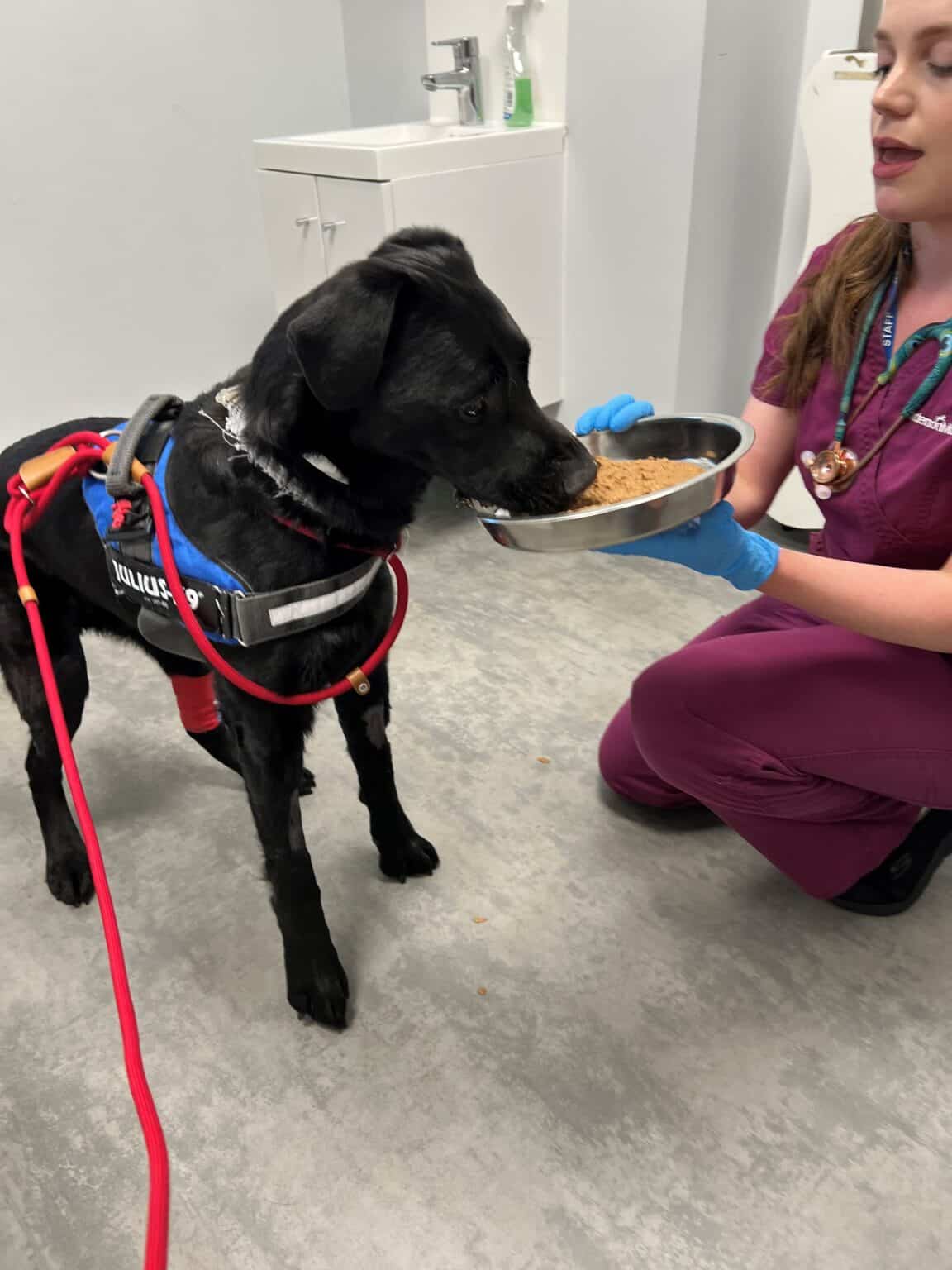 Eddie's Toxic Tetanus Stor... | Anderson Moores Veterinary Specialists