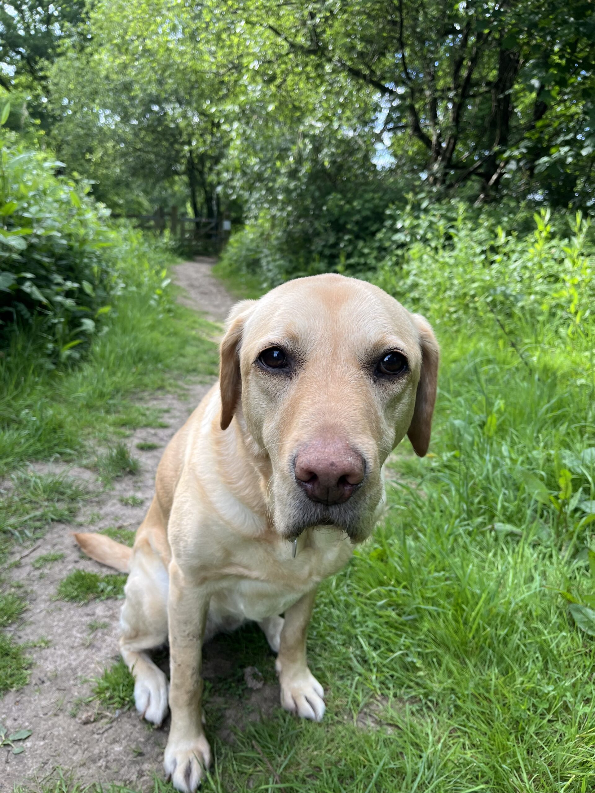 Summer's Bone Warning | An... | Anderson Moores Veterinary Specialists