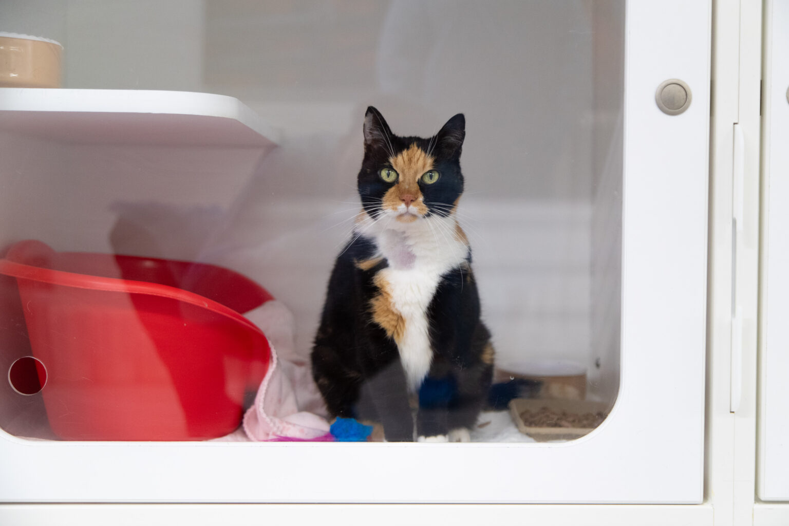 Feline Hyperthyroidism in Cats | Anderson Moores Vet Specialists