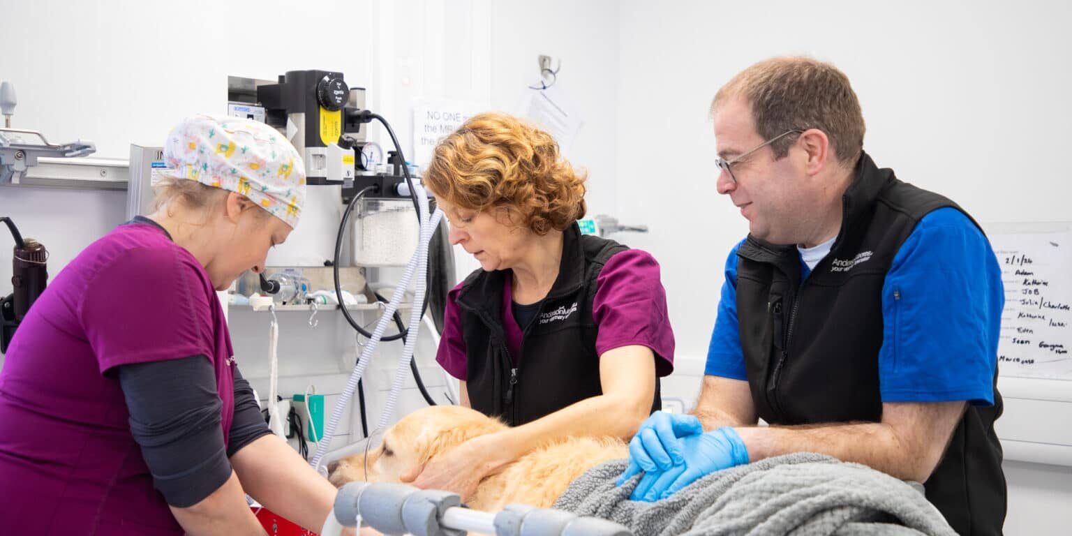 Intensive and Critical Care | Anderson Moores